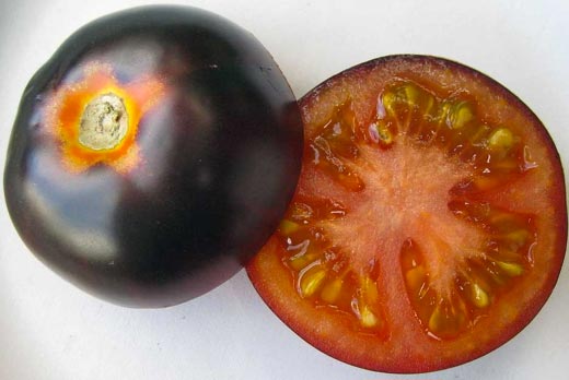 Les Tomates Indigo : une révolution dans l'arc-en-ciel des tomates