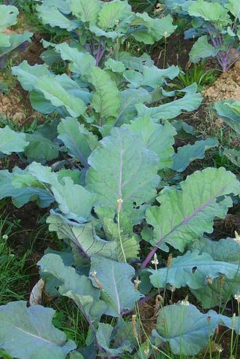 Choux Frisés / Kales : un Kaléidoscope de saveurs, de couleurs et de ...