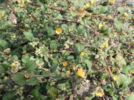 Les Qualités Médicinales du Sida cordifolia, un anti-microbien systémique