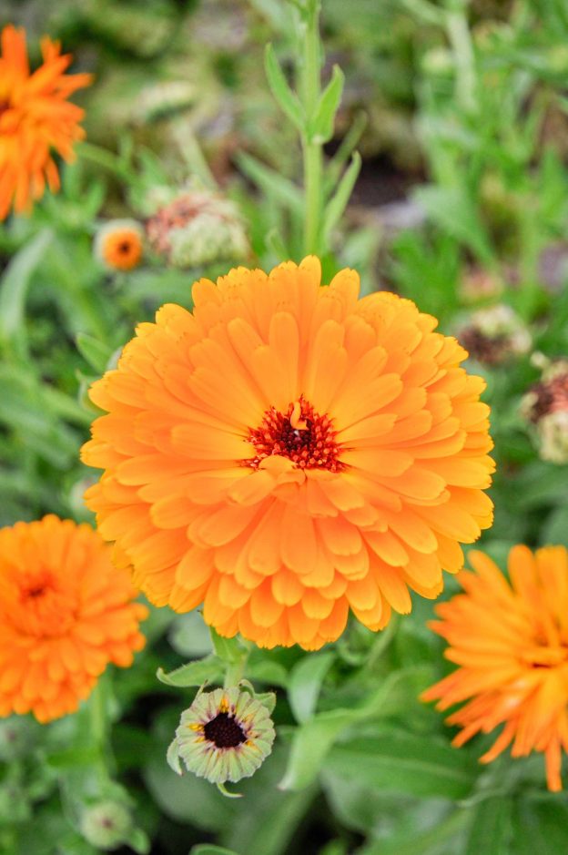 Le Calendula : une Panacée Solaire des Quatre Saisons