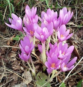 Crocus et Colchiques : comment les différencier