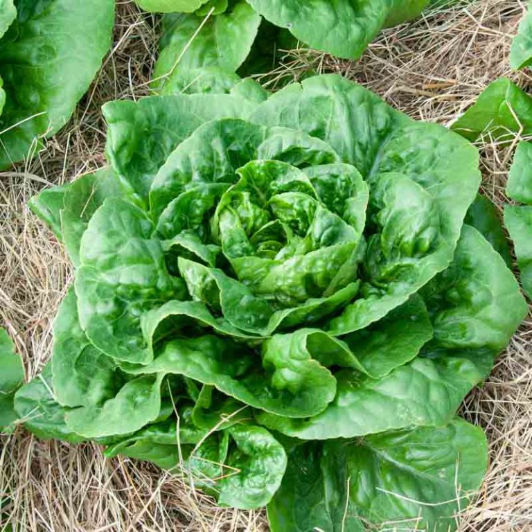 Graines de salade : comment récolter ses semences de Laitue bio ? Le ...