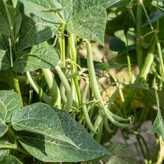 Réussir la culture de Laitue Feuilles de Chêne