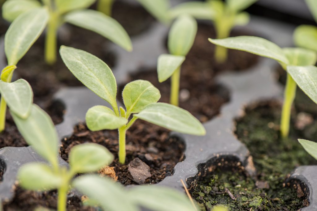 Réussir ses semis Archives - Le blog de Kokopelli