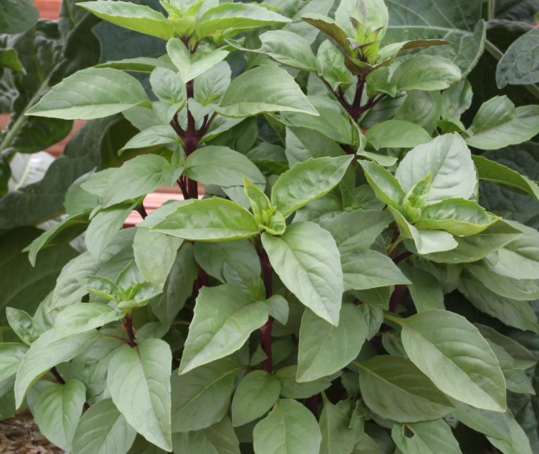 Les Qualités Extrêmement Médicinales du Basilic, Ocimum basilicum