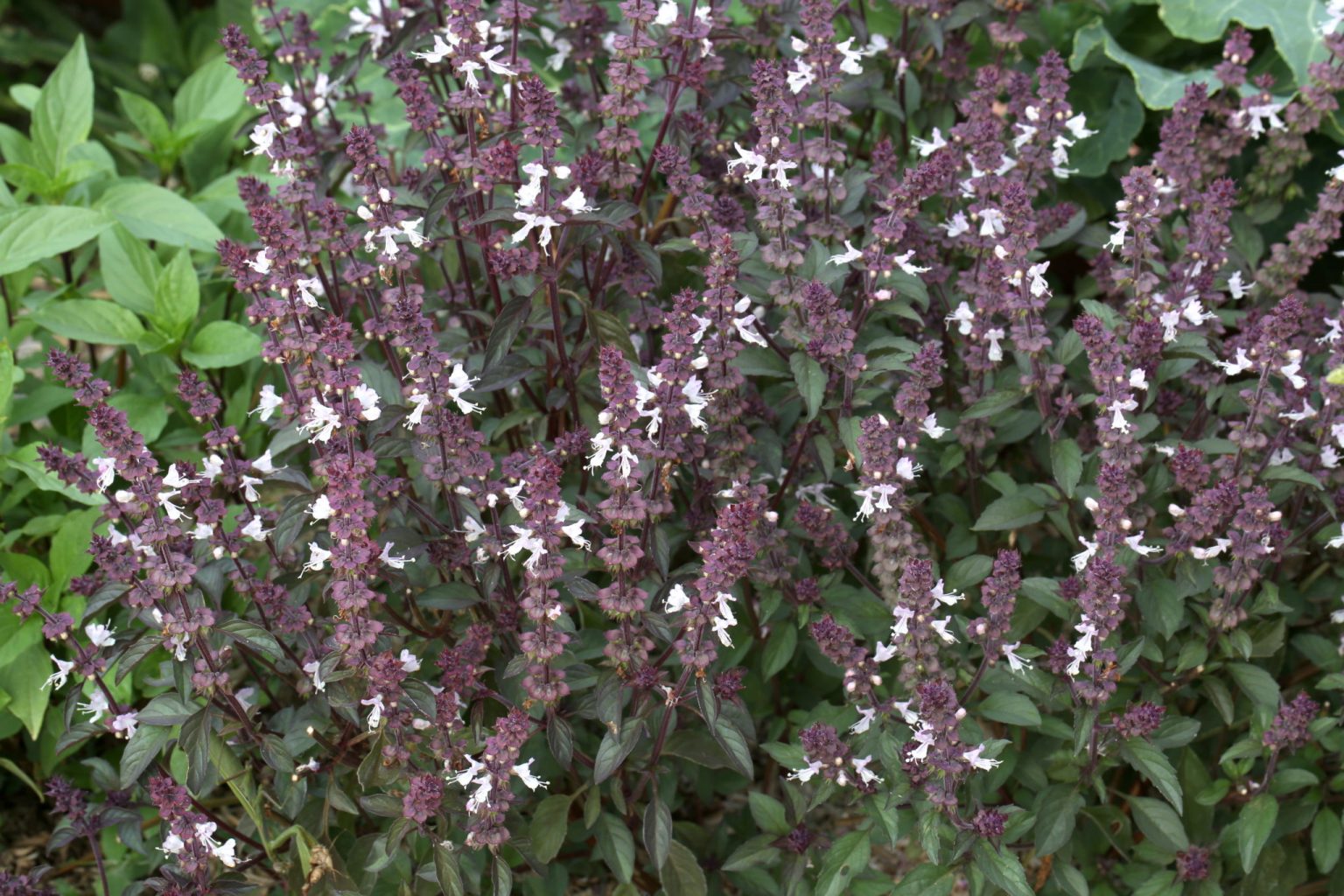 Les Qualités Extrêmement Médicinales du Basilic, Ocimum basilicum