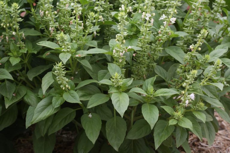 Les Qualités Extrêmement Médicinales du Basilic, Ocimum basilicum