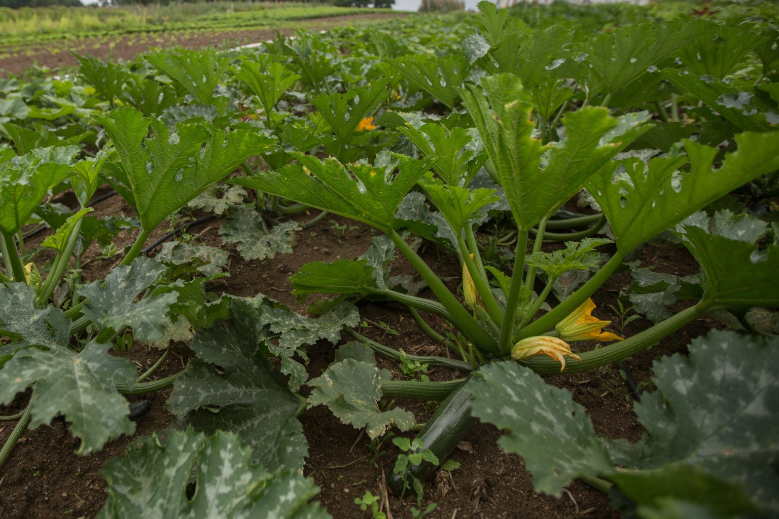 Optimiser votre potager : L'association de la courgette au jardin