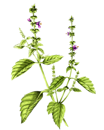 La Tulsi tempérée, l’énigmatique basilic - Le blog de Kokopelli